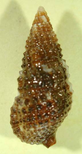 shellauction.net :: Cerithium lissum - 3673093