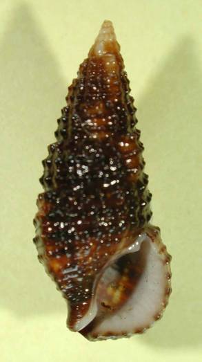 shellauction.net :: Cerithium lissum - 3673096