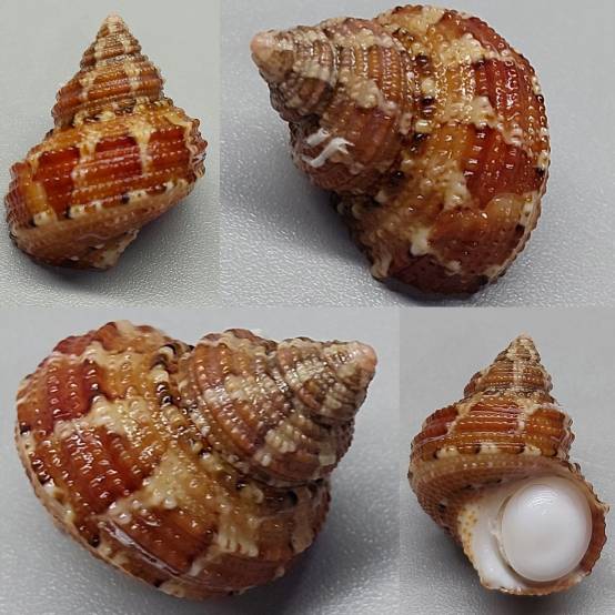 shellauction.net :: Turbo intercostalis - 3673206