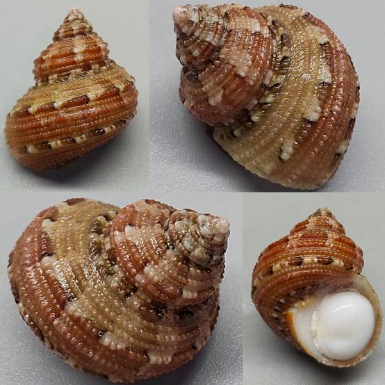 shellauction.net :: Turbo intercostalis - 3673207