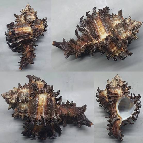 shellauction.net :: Murex sp. - 3673290