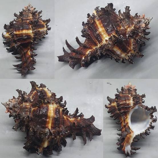 shellauction.net :: Murex sp. - 3673291