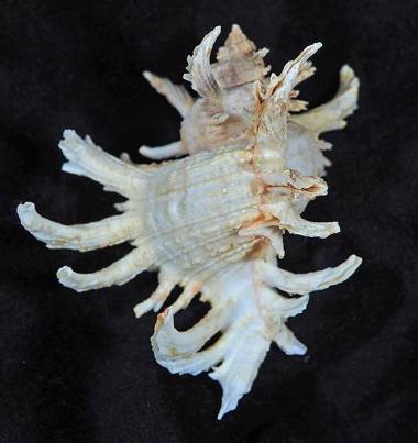 shellauction.net :: Chicoreus cornucervi - 3673294