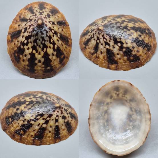 shellauction.net :: Patella sp. - 3673309