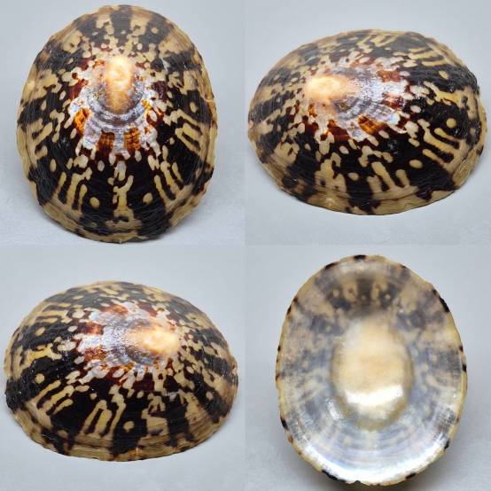 shellauction.net :: Patella sp. - 3673310