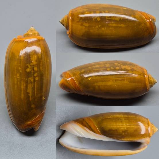 shellauction.net :: Oliva ornata - 3673312