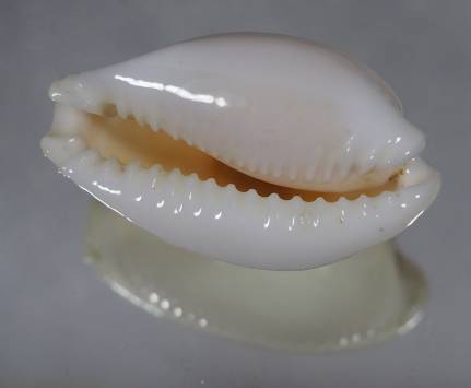 shellauction.net :: Naria eburnea - 3673402