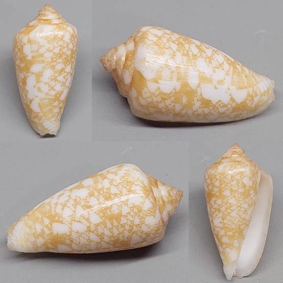 shellauction.net :: Conus wittigi - 3673469