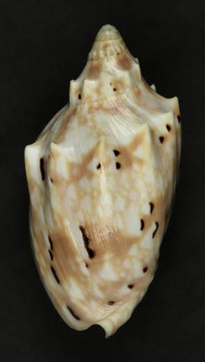 shellauction.net :: Cymbiola (Cymbiolacca) pulchra pulchra woolacottae ...