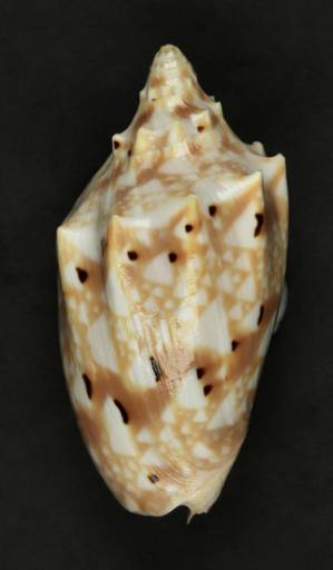 shellauction.net :: Cymbiola (Cymbiolacca) pulchra pulchra f ...