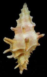 shellauction.net :: Murexsul oxytatus - 3673585