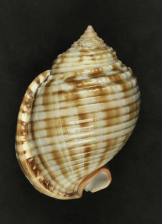 shellauction.net :: Semicassis granulata undulata - 3673596