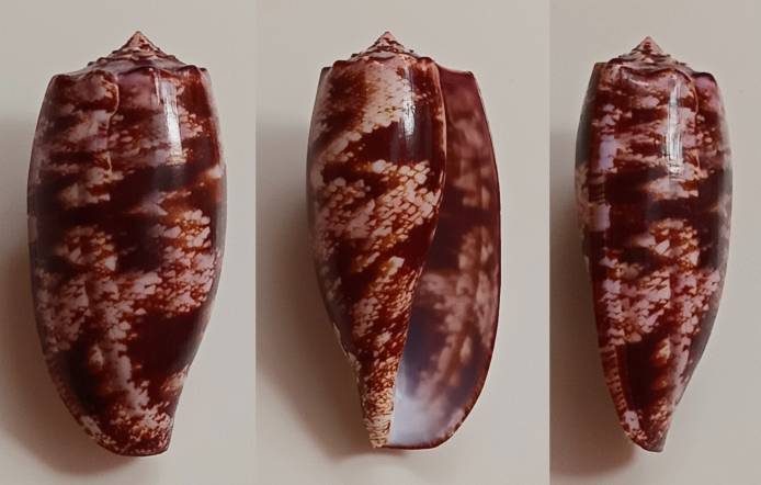 shellauction.net :: Conus geographus - 3673597