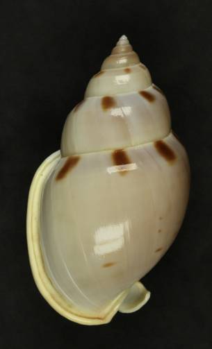 shellauction.net :: Semicassis glabrata - 3673598