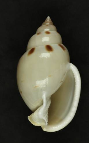 shellauction.net :: Semicassis glabrata - 3673598