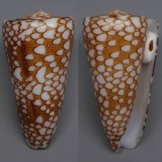shellauction.net :: Conus nobilis - 3673802