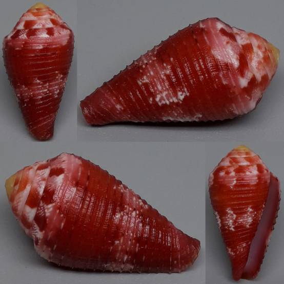 shellauction.net :: Conus pertusus - 3673811