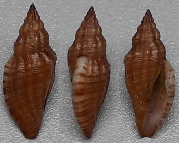 shellauction.net :: Eucithara sp. - 3674037