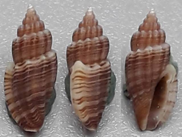 shellauction.net :: Eucithara sp. - 3674048