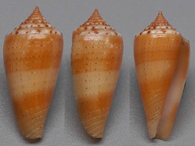 shellauction.net :: Conus sp. - 3674104