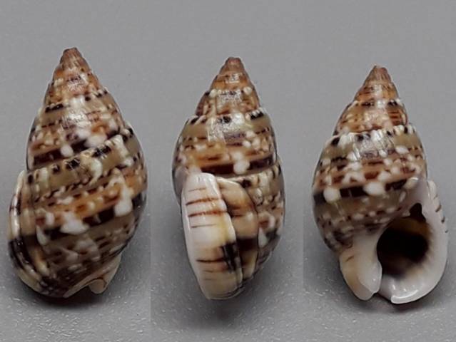 shellauction.net :: Nassarius sp. - 3674126