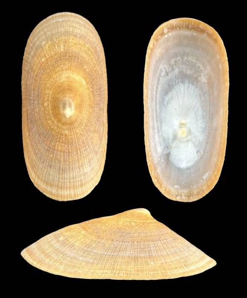 shellauction.net :: Cymbula compressa - 3674131