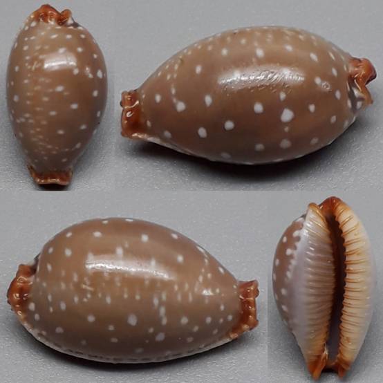 shellauction.net :: Staphylaea limacina - 3674155