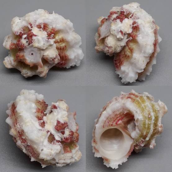 shellauction.net :: Angaria formosa - 3674170