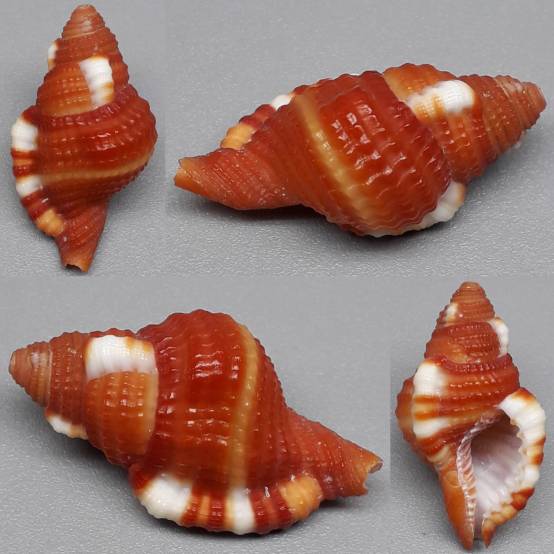 shellauction.net :: Cymatium rubeculum - 3674208