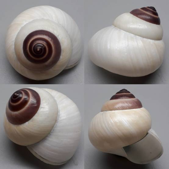 shellauction.net :: Xesta tomiana - 3674247