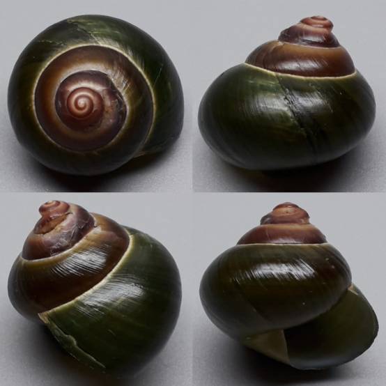 shellauction.net :: Asperitas everetti - 3674251