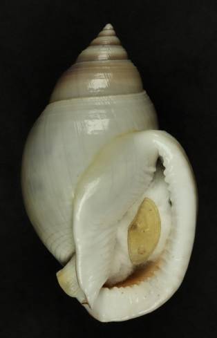 shellauction.net :: Semicassis bulla - 3674317