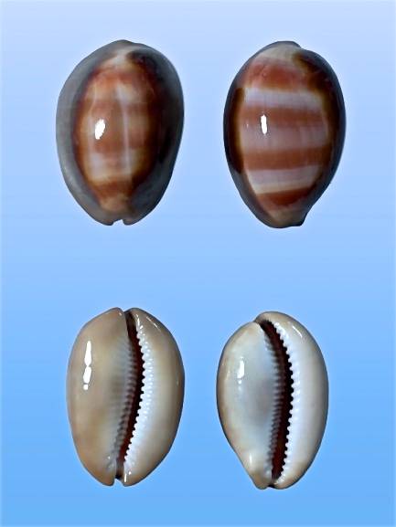 shellauction.net :: Lyncina ventriculus - 3674479