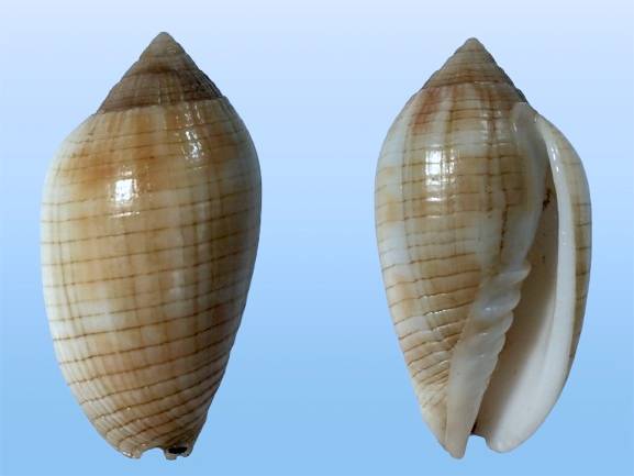 shellauction.net :: Pterygia dactylus - 3674482