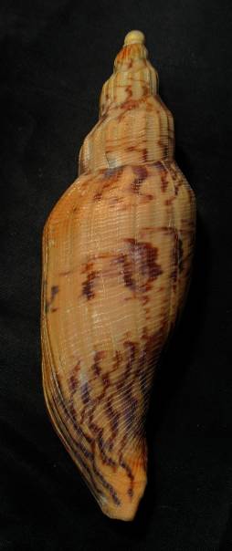 shellauction.net :: Fulgoraria hamillei nipponkaensi - 3674515