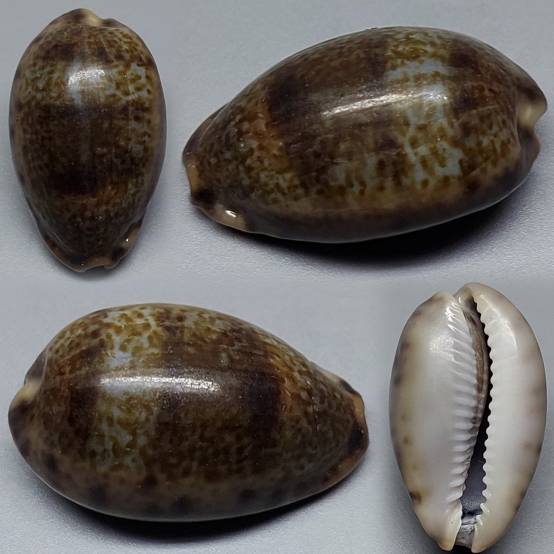 shellauction.net :: Erronea vredenburgi - 3674516