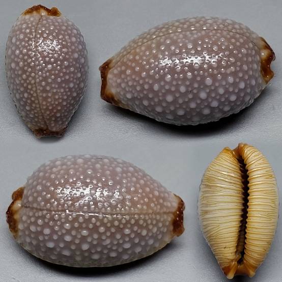 shellauction.net :: Staphylaea limacina - 3674525