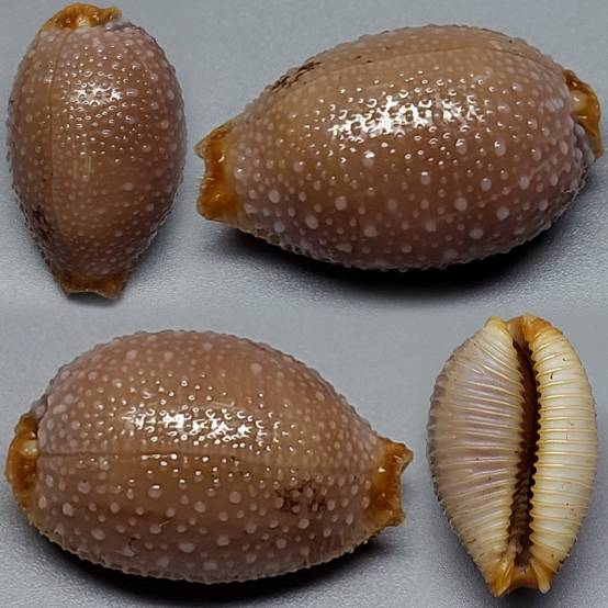 shellauction.net :: Staphylaea limacina - 3674527