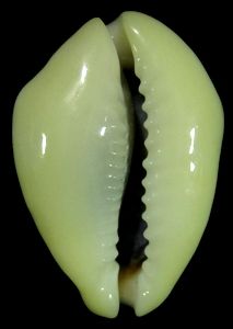 shellauction.net :: Cypraea moneta - 3674533