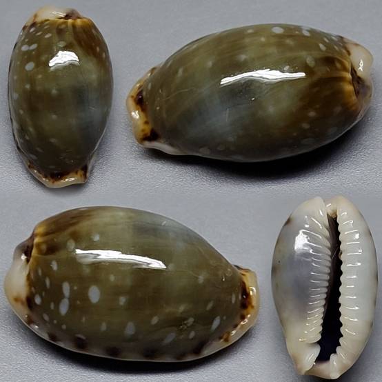 shellauction.net :: Naria labrolineata - 3674551