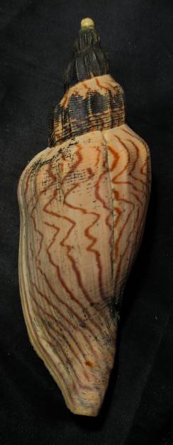 shellauction.net :: Fulgoraria humerosa - 3674564