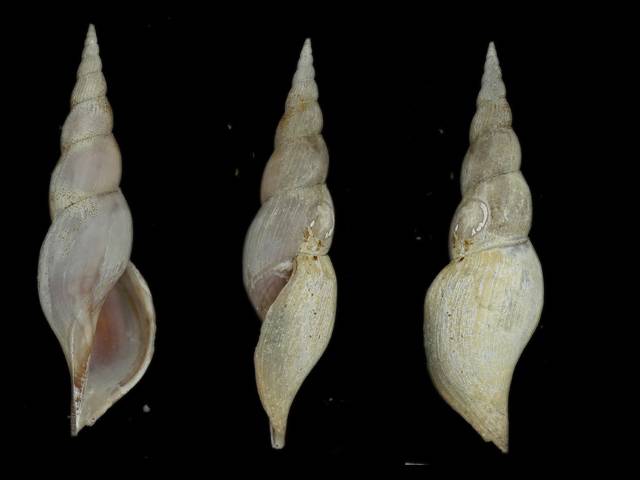 shellauction.net :: Teramachia johnsoni williamsorum - 3674587