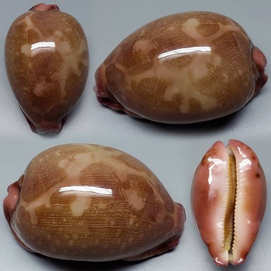 shellauction.net :: Leporicypraea mappa f. panerythra - 3674603