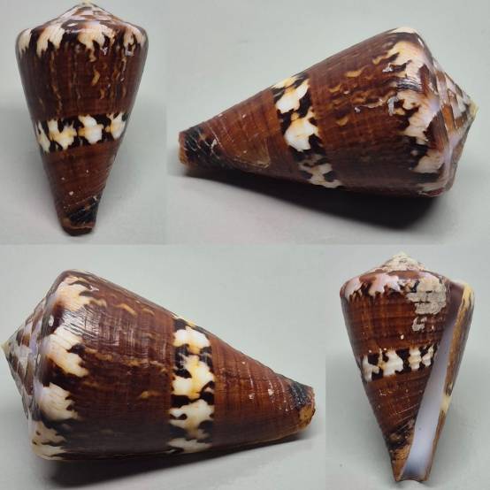 shellauction.net :: Conus capitaneus - 3674627