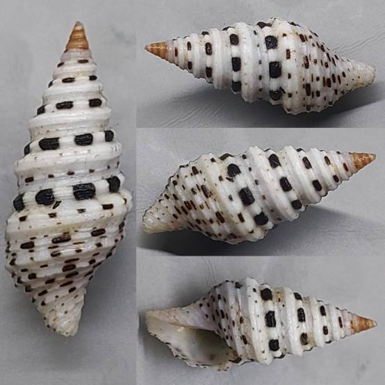 shellauction.net :: Turris spectabilis - 3674646