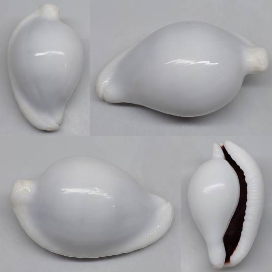 shellauction.net :: Ovula ovum - 3674669