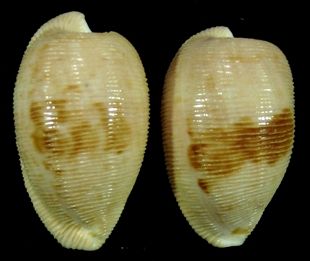 shellauction.net :: Cypraea capensis - 3674704