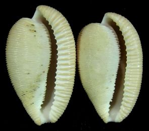 shellauction.net :: Cypraea capensis - 3674704