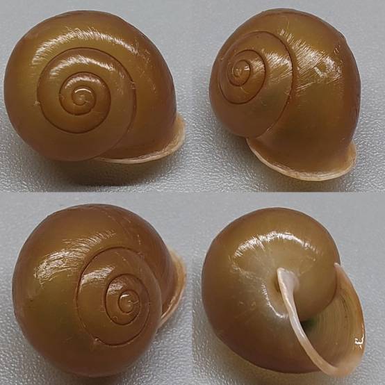 shellauction.net :: Chloritis argillacea - 3674865