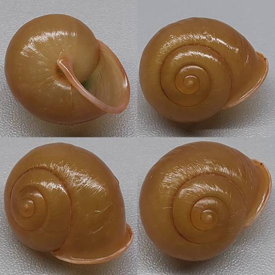 shellauction.net :: Chloritis argillacea - 3674871